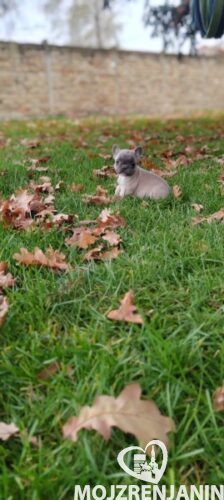 Francuski buldog štenci egzotičnih boja