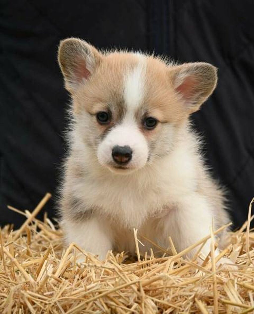 Velški korgi Welsh Corgi Pembroke Odgajivačnica Royal Ramonda FCI
