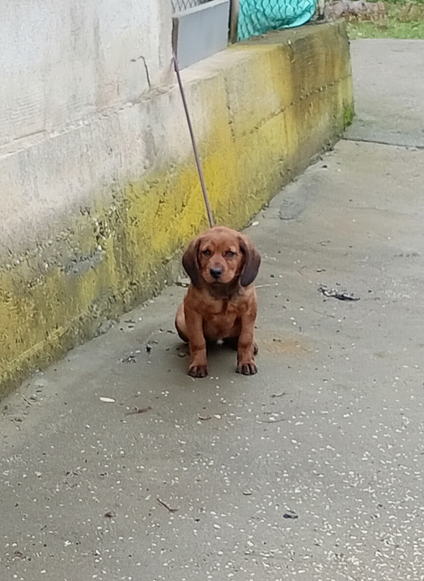 Alpski brak jazavicar jednog muziaka odgovaram na poruke ova je cena