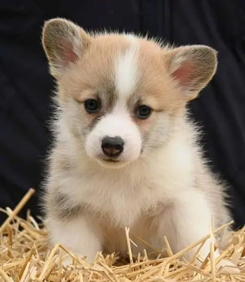 Velški korgi Welsh Corgi Pembroke