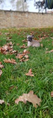 Francuski buldog štenci egzotičnih boja
