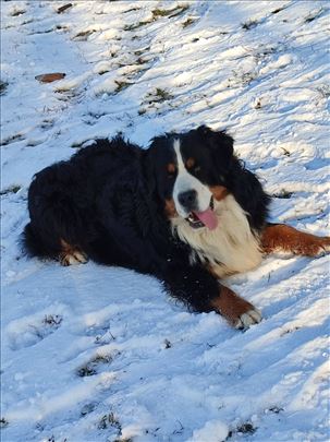Bernski pastirski pas - mužjak za parenje