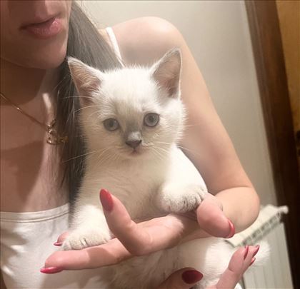 Britanska kratkodlaka, mače