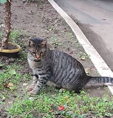 Umiljatije mace tesko cete naci, trazi topli dom
