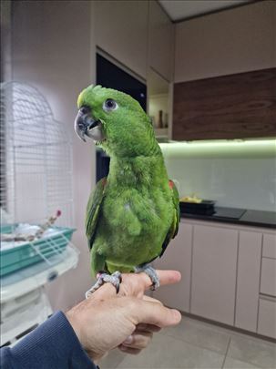 Na prodaju amazonac zutovrati (yellow naped)