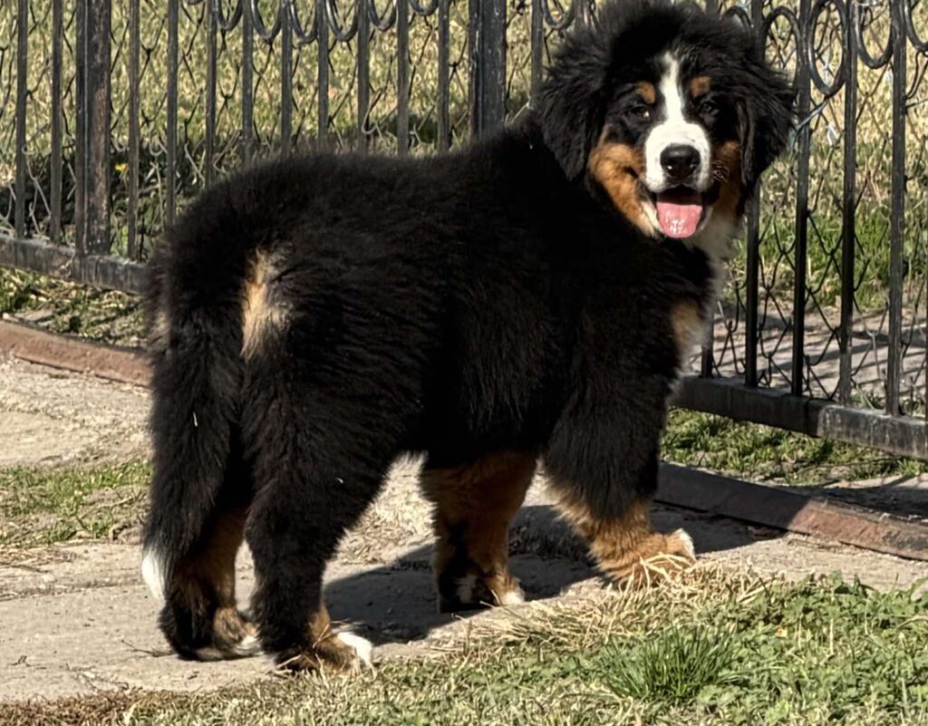 Na prodaju stenci bernskog planinskog psa, odlicnog kvalitet
