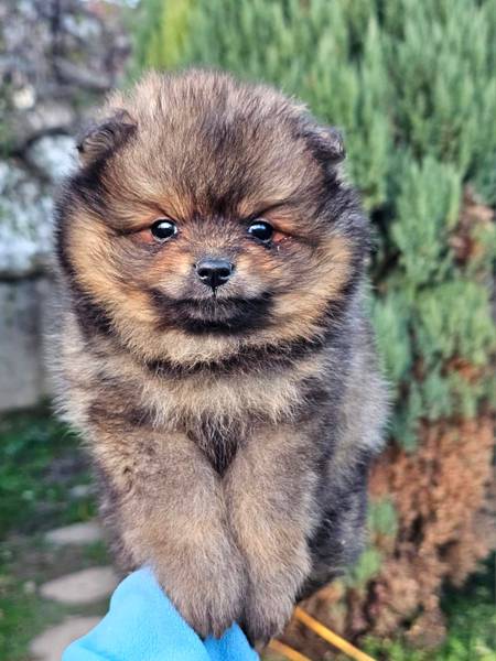 Pomeranac Boo