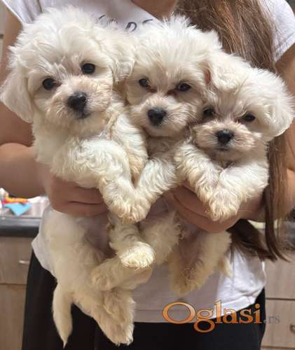 prelepi Bišon kovrdžavi štenci ❤️ Rođeni 05.11.2025