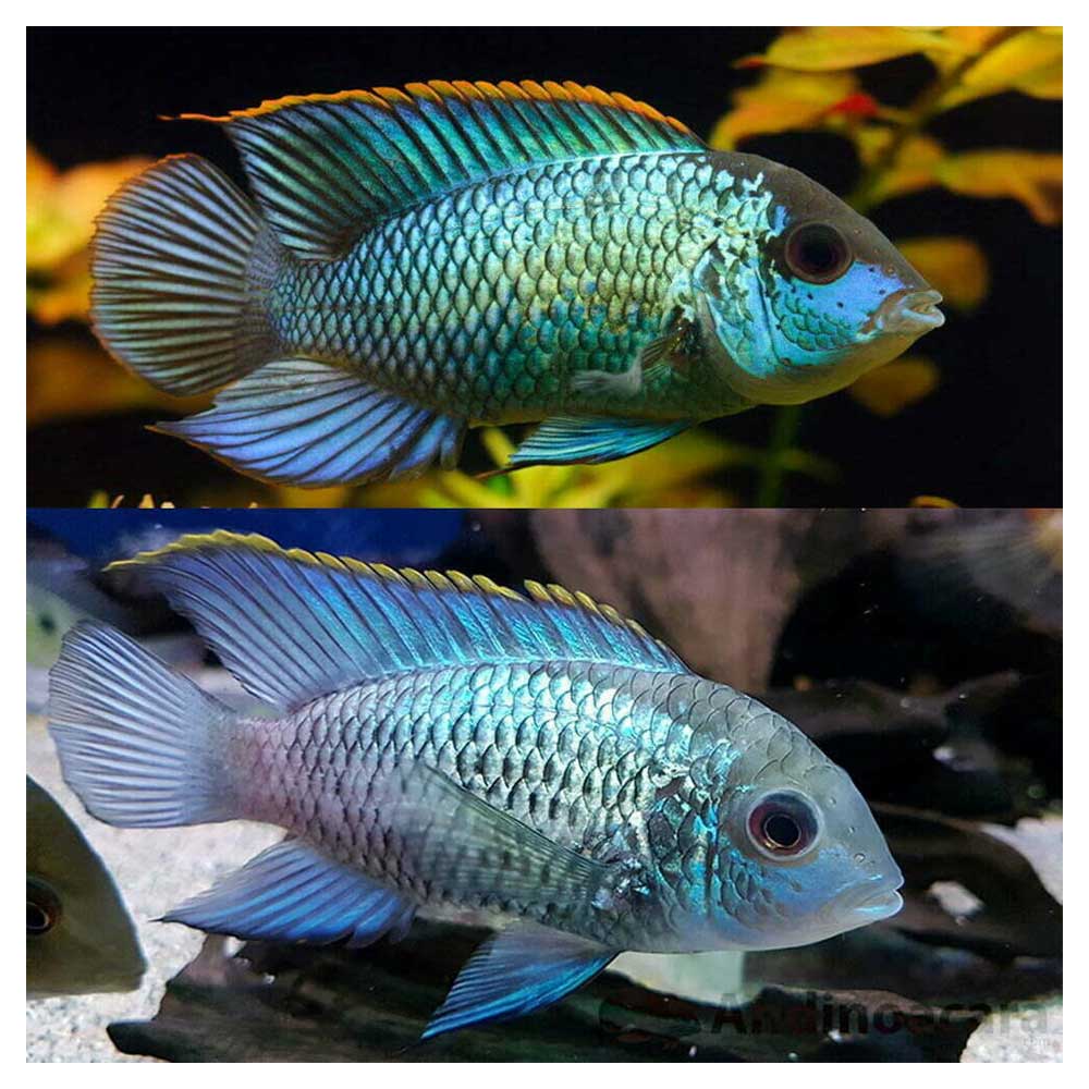 Andinoacara pulcher - Electic blue acara