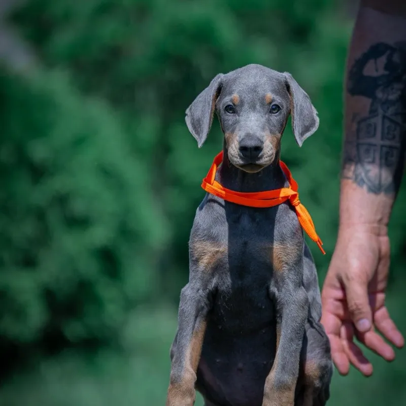 Doberman VRHUNSKI štenci
