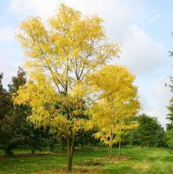 Gladić,medonosno i ukrasno drvo