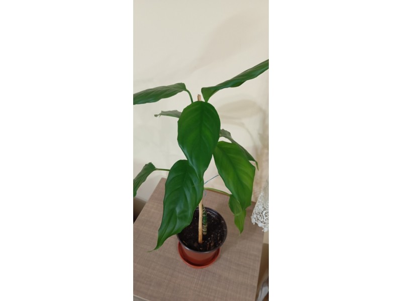 Aglaonema