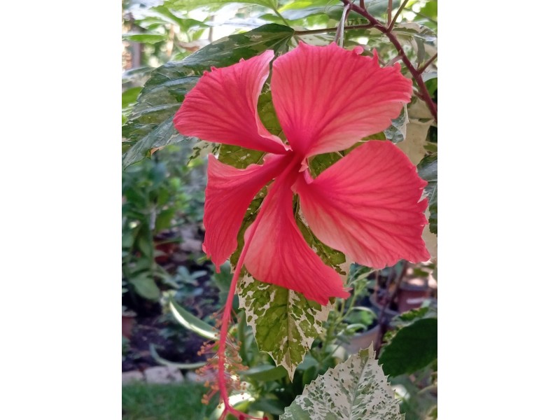 Hibiskus