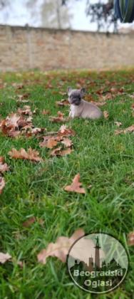 Francuski buldog štenci egzotičnih boja