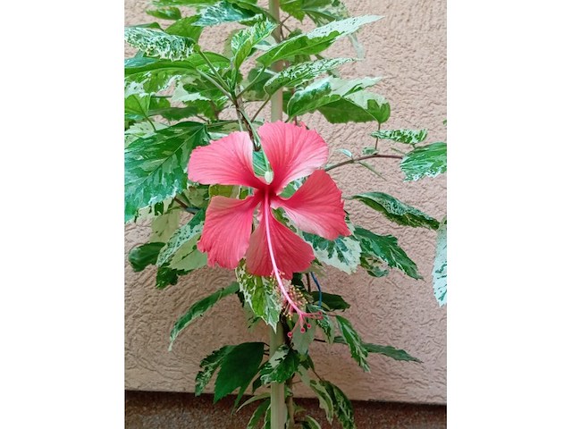 Hibiskus