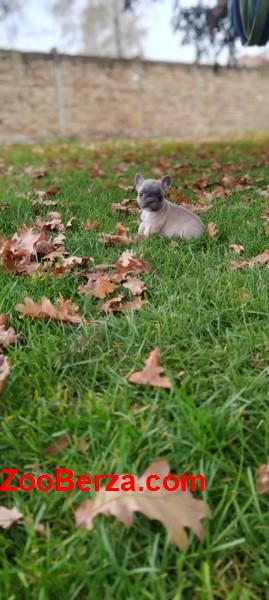 Francuski  buldog štenci egzotičnih boja