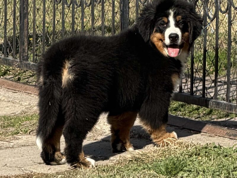 Na prodaju stenci bernskog planinskog psa, odlicnog kvaliteta