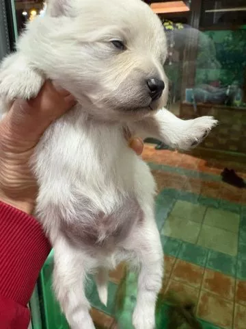 beautifull pomeranian boys available.