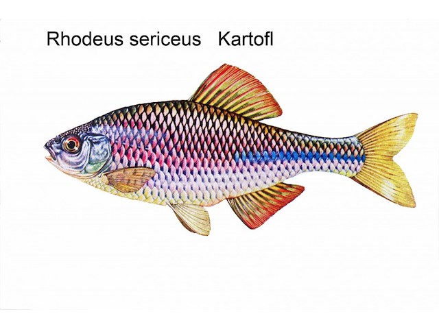 Kartofl