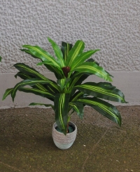 085 Veštačka dracena
