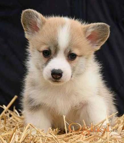 Velški korgi Welsh Corgi Pembroke