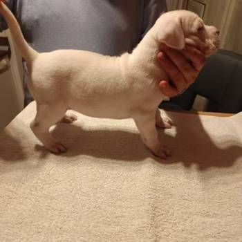Dogo Argentino, štenci ❲ 650 din ❳