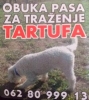 Psi za trazenje tartufa -Tartufari