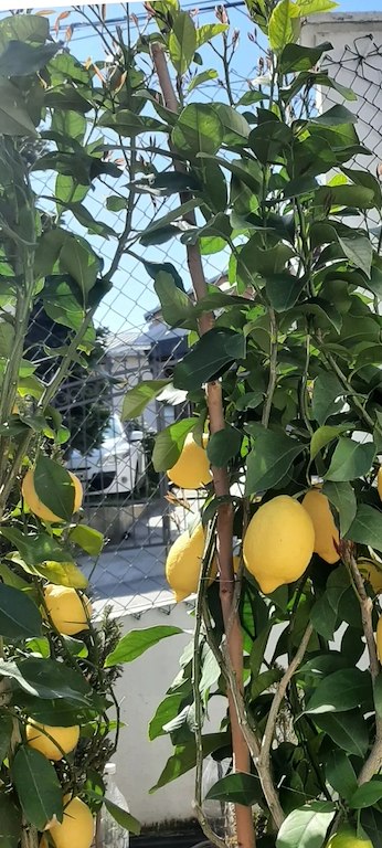 Limun stabla u saksiji - Zdrava, razgranata stabla limuna - Već