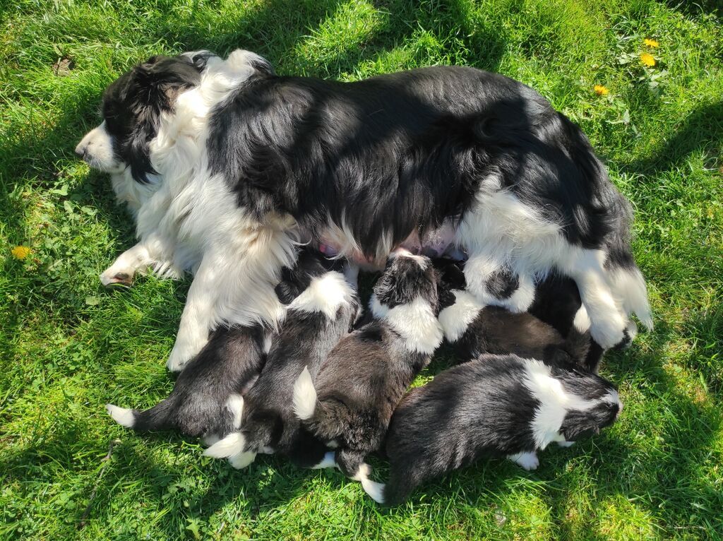 Border koli (collie ) žensko štene. Aspri Eklesija Kennel