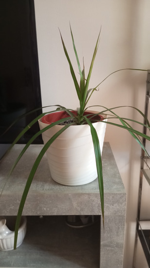 mlada Dracena REZZ
