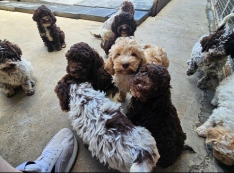 Lagotto Romagnolo, dostupni štenci