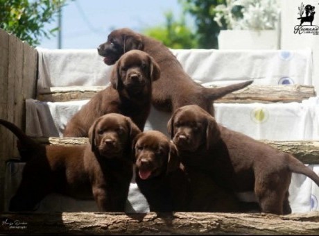 Labrador Retriver štenci, čokoladni