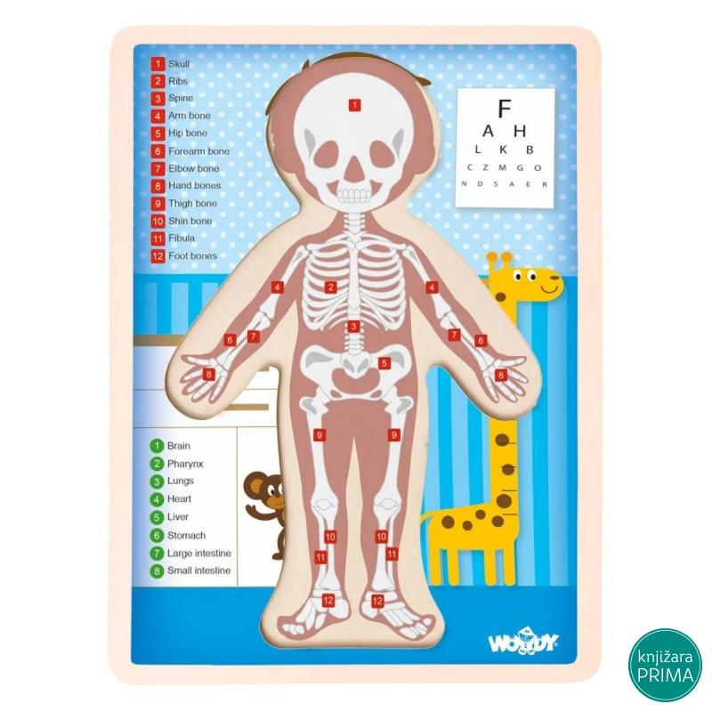 Ljudsko telo WOODY na engleskom