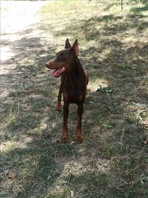 Doberman, odrastao pas