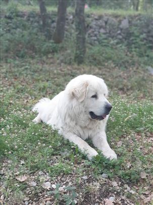Beli šarplaninac, štene