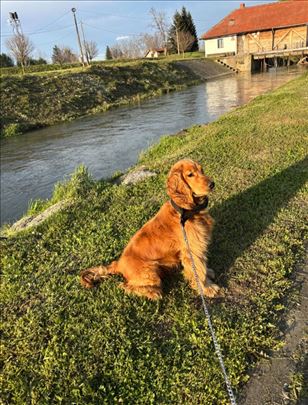 Engleski koker španijel, odrastao pas za parenje