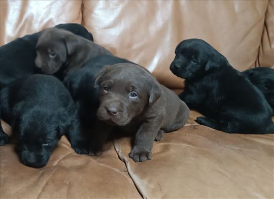 Labrador retriver, štene