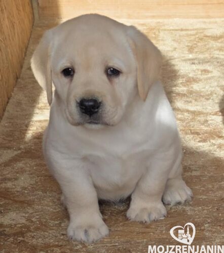 LABRADOR retriver, štenci šampionskog porekla