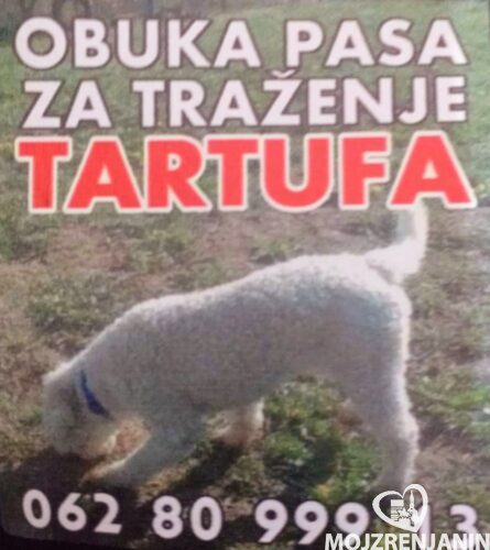 Psi za trazenje tartufa -Tartufari