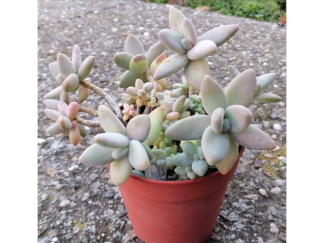 Sukulent - Pachyphytum werdermannii