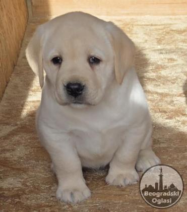 LABRADOR retriver, štenci šampionskog porekla