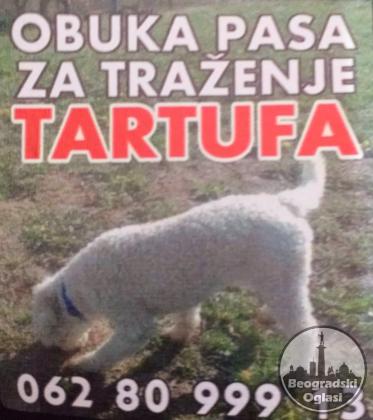 Psi za trazenje tartufa -Tartufari