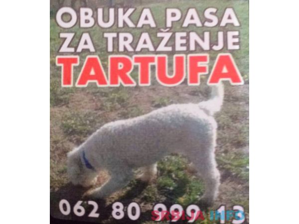 Psi za trazenje tartufa -Tartufari
