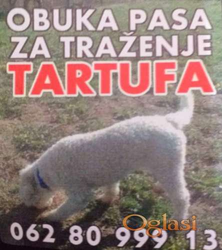 Psi za trazenje tartufa -Tartufari