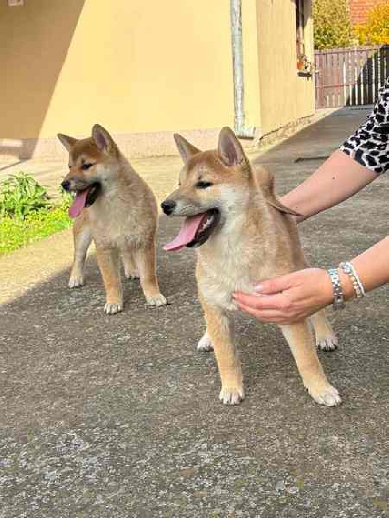 Shiba inu štenci od vrhunskih roditelja