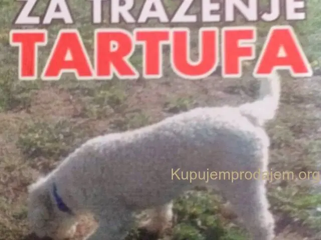 Psi za trazenje tartufa -Tartufari