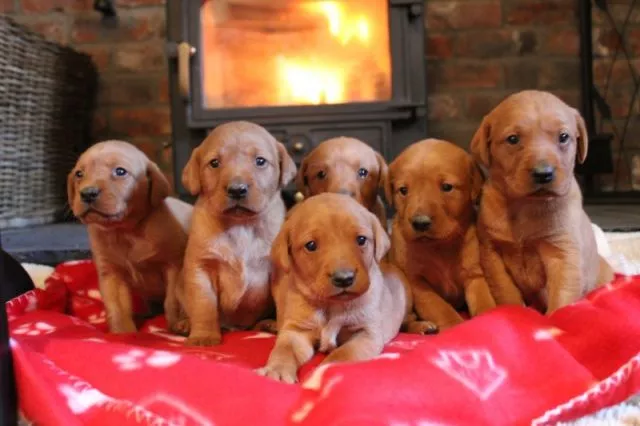 Fox Red Labrador Puppies