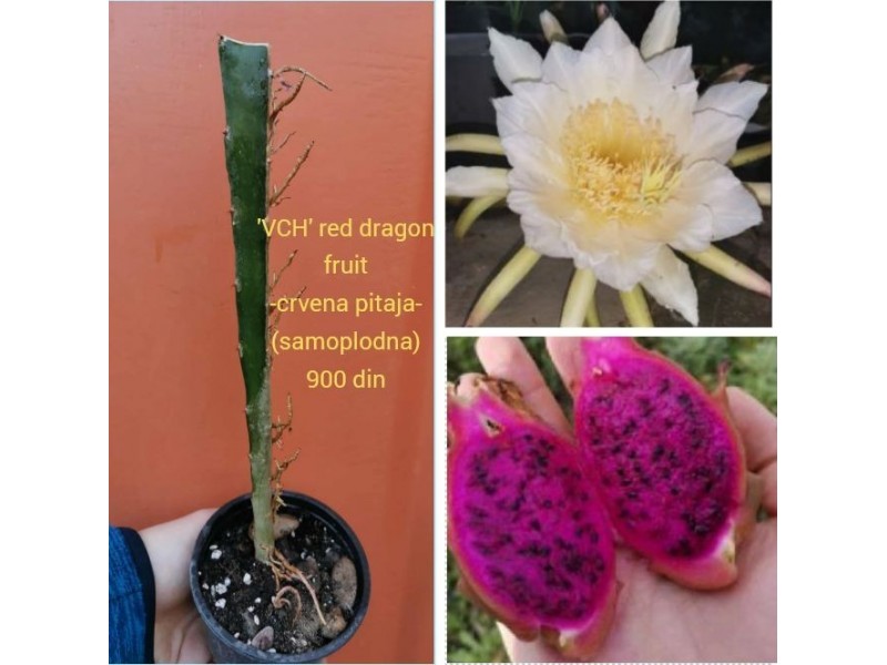 'VCH' crvena pitaja (red dragonfruit) - samoplodna
