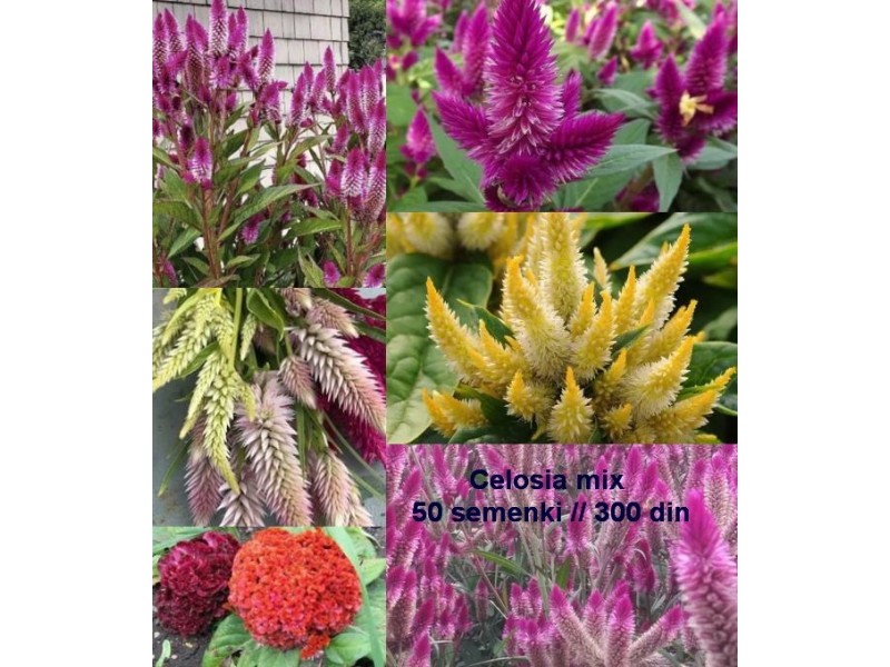 Celosia mix - 50 semenki