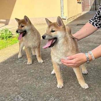 Shiba inu štenci od vrhunskih roditelja ❲ 400 eur ❳